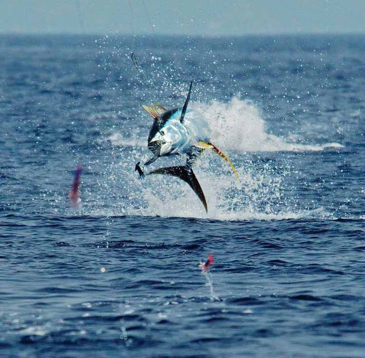 Trolling for Yellowfin Tuna in the Gulf of Mexico – Eat My Tackle