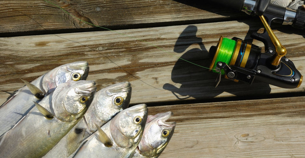 Untitled_design_41_1024x.jpg?v=1650657001